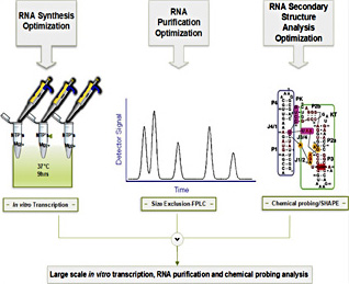 Large-Scale in Vitro Transcription, RNA Purification and Chemical ...