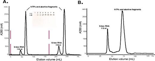 Large-Scale in Vitro Transcription, RNA Purification and Chemical ...