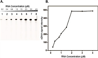 Large-Scale in Vitro Transcription, RNA Purification and Chemical ...