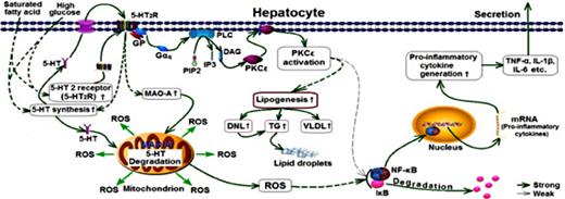 Crucial Roles of 5-HT and 5-HT2 Receptor in Diabetes-Related Lipid ...