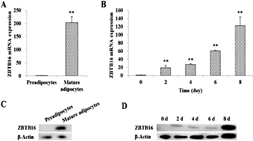 ZBTB16 Overexpression Enhances White Adipogenesis and Induces Brown ...