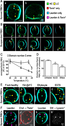 Tuning of Differential Lipid Order Between Submicrometric Domains and ...