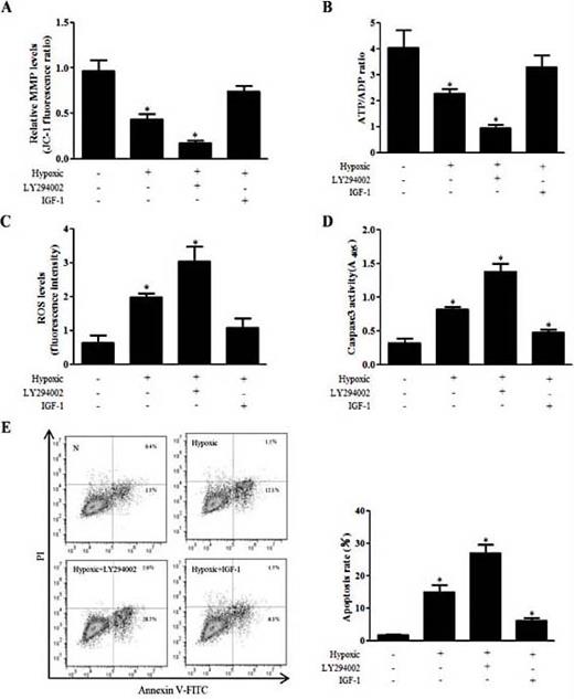 PI3K–AKT Pathway Protects Cardiomyocytes Against Hypoxia-Induced ...