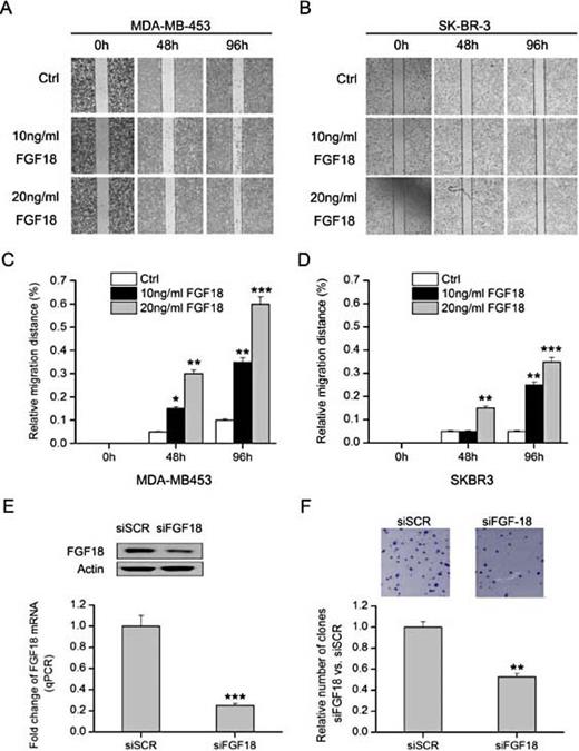 FGF18 Enhances Migration and the Epithelial-Mesenchymal Transition in ...