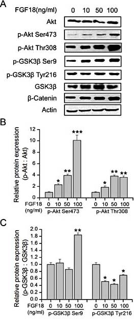 FGF18 Enhances Migration and the Epithelial-Mesenchymal Transition in Breast Cancer by ...