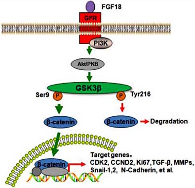 FGF18 Enhances Migration and the Epithelial-Mesenchymal Transition in Breast Cancer by ...