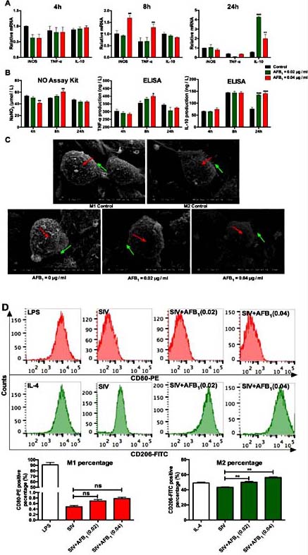 Low-Level Aflatoxin B1 Promotes Influenza Infection and Modulates a ...