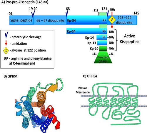 Kisspeptin/GPR54 System: What Do We Know About Its Role in Human ...