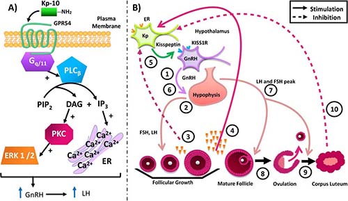 Kisspeptin/GPR54 System: What Do We Know About Its Role in Human ...