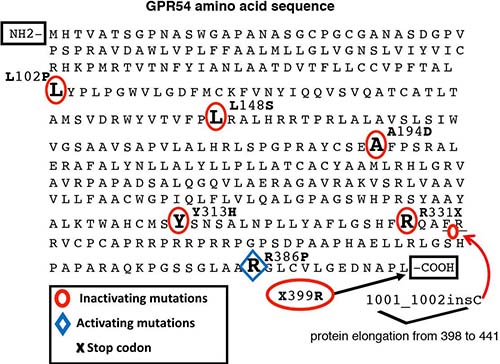 Kisspeptin/GPR54 System: What Do We Know About Its Role in Human ...