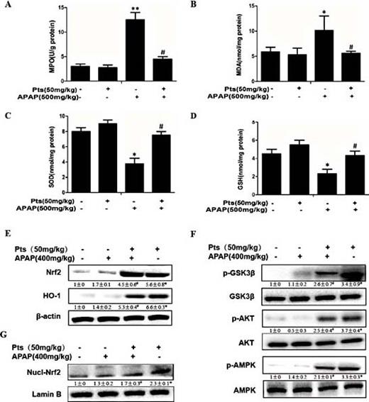 Pterostilbene Reduces Acetaminophen-Induced Liver Injury by Activating ...
