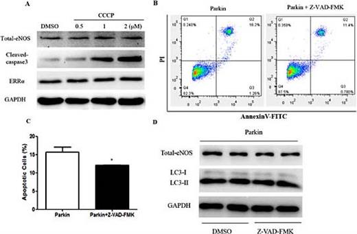 Parkin Modulates ERRα/eNOS Signaling Pathway in Endothelial Cells ...