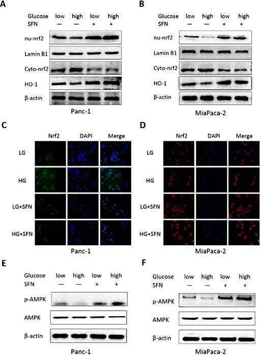 Activation of Nrf2 by Sulforaphane Inhibits High Glucose-Induced ...