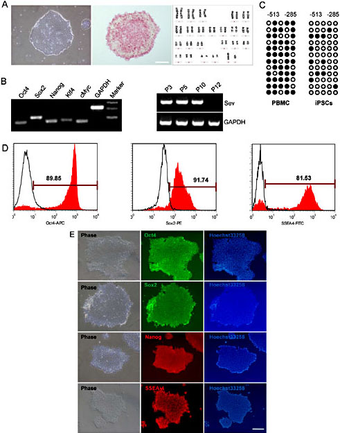 Efficient Generation of Non-Integration and Feeder-Free Induced ...