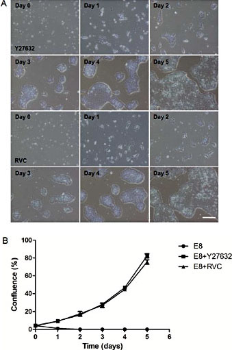 Efficient Generation of Non-Integration and Feeder-Free Induced ...