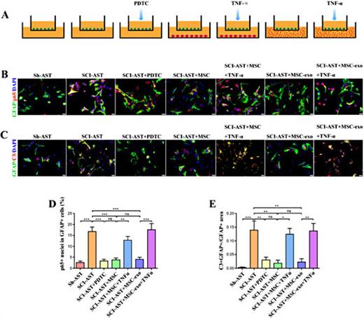 Mesenchymal Stem Cell-Derived Exosomes Reduce A1 Astrocytes via ...