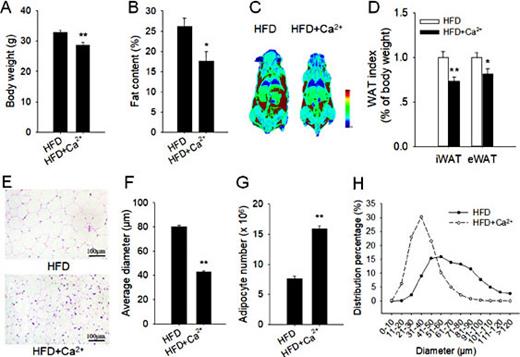Calcium Supplementation Enhanced Adipogenesis and Improved Glucose ...
