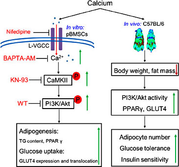 Calcium Supplementation Enhanced Adipogenesis and Improved Glucose ...