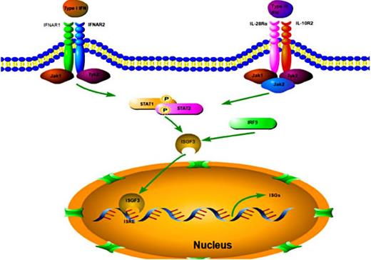 Type III Interferons in Viral Infection and Antiviral Immunity ...