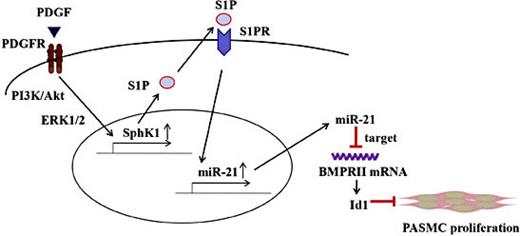 SphK1/S1P Mediates PDGF-Induced Pulmonary Arterial Smooth Muscle Cell ...