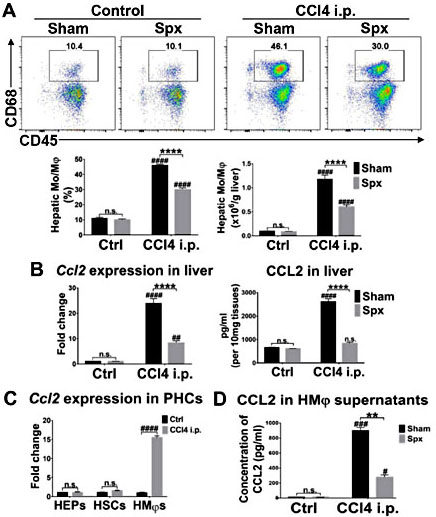 The Spleen Promotes the Secretion of CCL2 and Supports an M1 Dominant ...