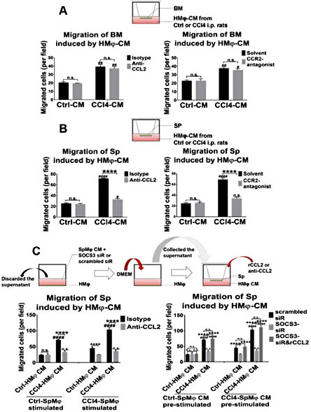 The Spleen Promotes the Secretion of CCL2 and Supports an M1 Dominant ...