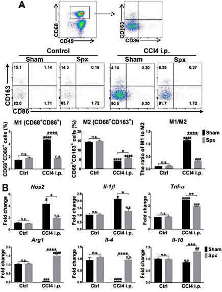 The Spleen Promotes the Secretion of CCL2 and Supports an M1 Dominant ...