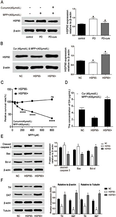 Curcumin Protects an SH-SY5Y Cell Model of Parkinson’s Disease Against ...