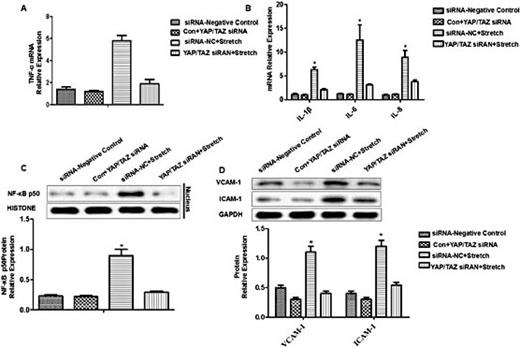 Arterial Wall Stress Induces Phenotypic Switching of Arterial Smooth ...