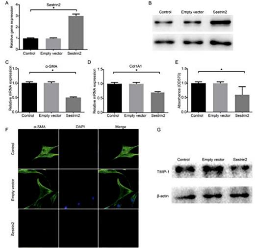 Sestrin 2 Attenuates Rat Hepatic Stellate Cell (HSC) Activation and ...