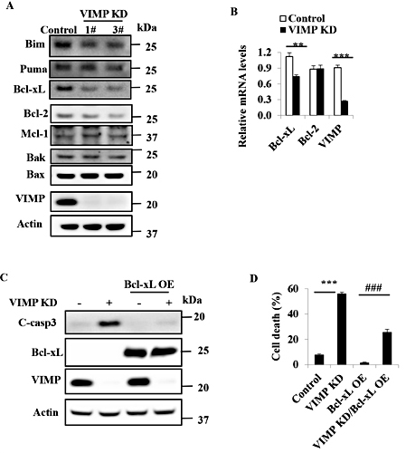 Deficiency of VCP-Interacting Membrane Selenoprotein (VIMP) Leads to G1 ...