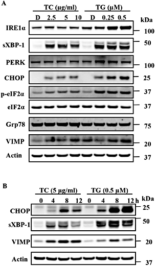 Deficiency of VCP-Interacting Membrane Selenoprotein (VIMP) Leads to G1 ...