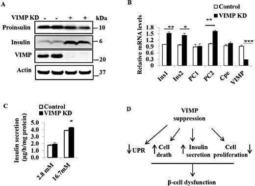 Deficiency of VCP-Interacting Membrane Selenoprotein (VIMP) Leads to G1 ...
