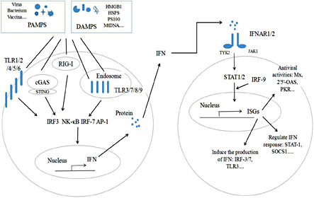 Type I Interferons: Distinct Biological Activities and Current ...