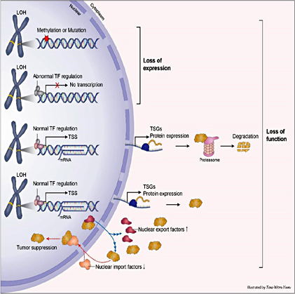 Loss of Tumor Suppressor Gene Function in Human Cancer: An Overview ...
