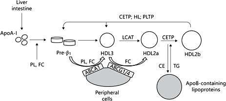 High-Density Lipoprotein Subfractions - What the Clinicians Need to ...