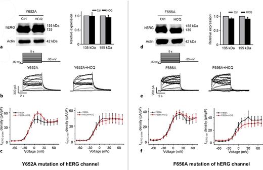 Hydroxychloroquine Attenuates hERG Channel by Promoting the Membrane ...