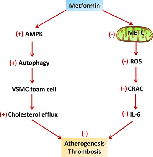 Cardiovascular Protection by Metformin: Latest Advances in Basic and ...