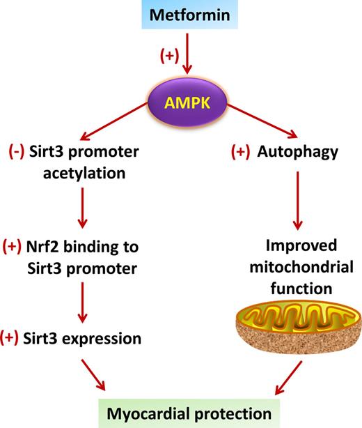 Cardiovascular Protection by Metformin: Latest Advances in Basic and ...