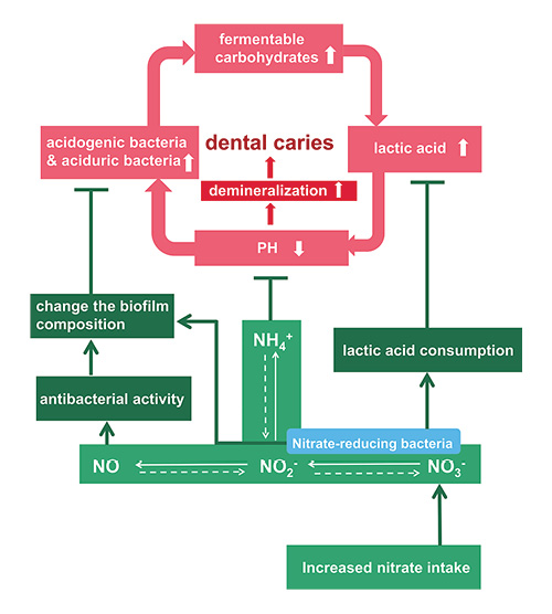 The Role of Oral Nitrate-Reducing Bacteria in the Prevention of Caries ...