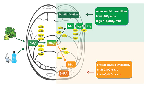 The Role of Oral Nitrate-Reducing Bacteria in the Prevention of Caries ...