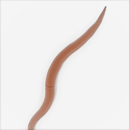 Ascaris lumbricoides: A Startling Discovery during Screening ...