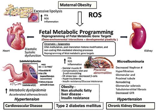 Prenatal Programming and Epigenetics in the Genesis of the Cardiorenal ...