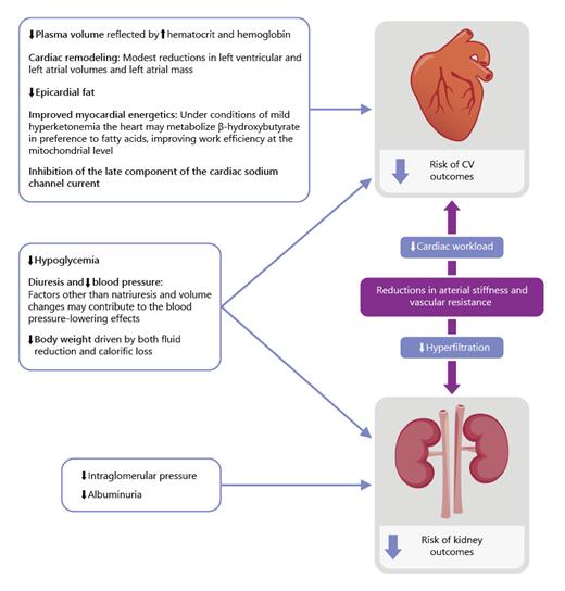 Roles for SGLT2 Inhibitors in Cardiorenal Disease | Cardiorenal Medicine | Karger Publishers