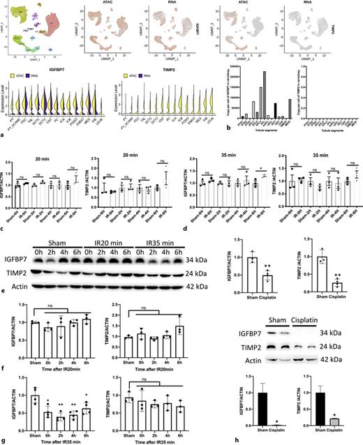 Serum Insulin-Like Growth Factor-Binding Protein 7 Deriving from Spleen ...