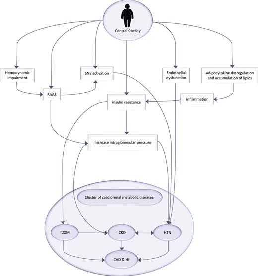 Mechanistic Links between Central Obesity and Cardiorenal Metabolic ...