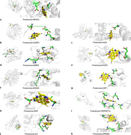 Exploring the Mechanism of Cardiorenal Protection with Finerenone Based ...