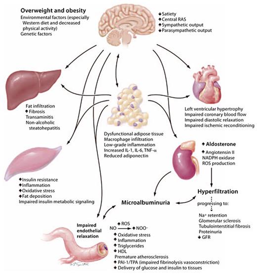 Obesity and the Cardiorenal Metabolic Syndrome: Therapeutic Modalities ...