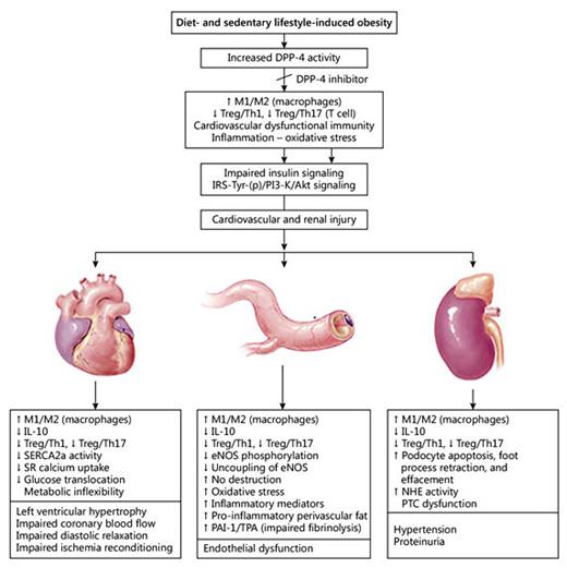 DPP-4 Inhibitors as Therapeutic Modulators of Immune Cell Function and ...
