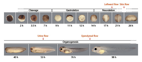 Xenopus: An Undervalued Model Organism to Study and Model Human Genetic ...
